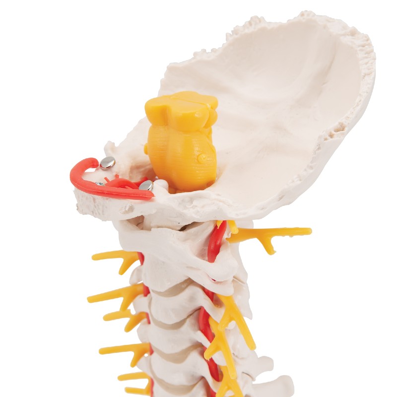3B Scientific Cervical Spine Model | Health and Care